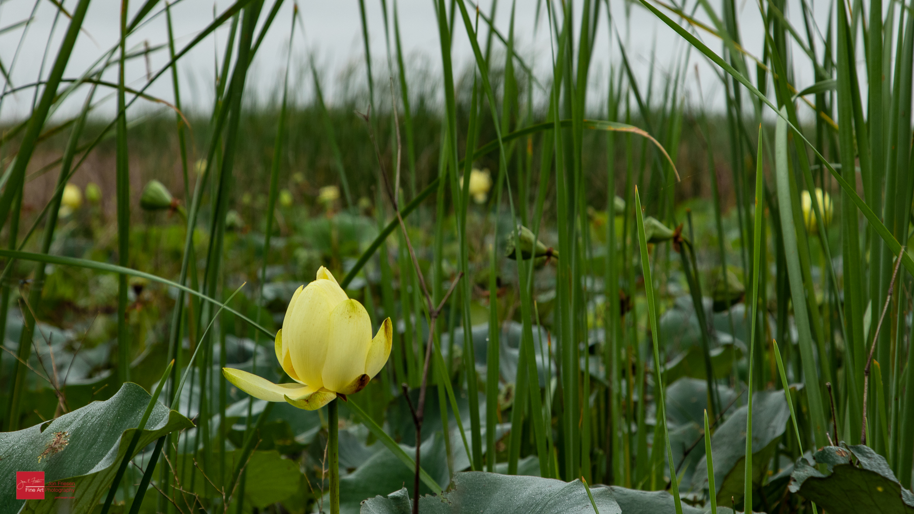 Wetland Water Lillies – Jon Friesen Photography